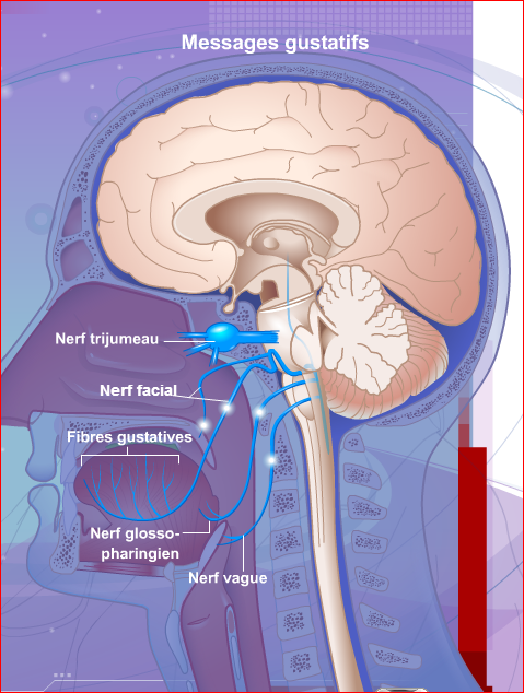 II. La perception du gout :: Saccharose et Edulcorants
